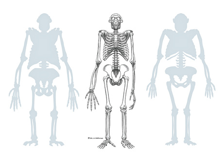 Il più antico antenato “umano”: Ardi – Il Fatto Storico